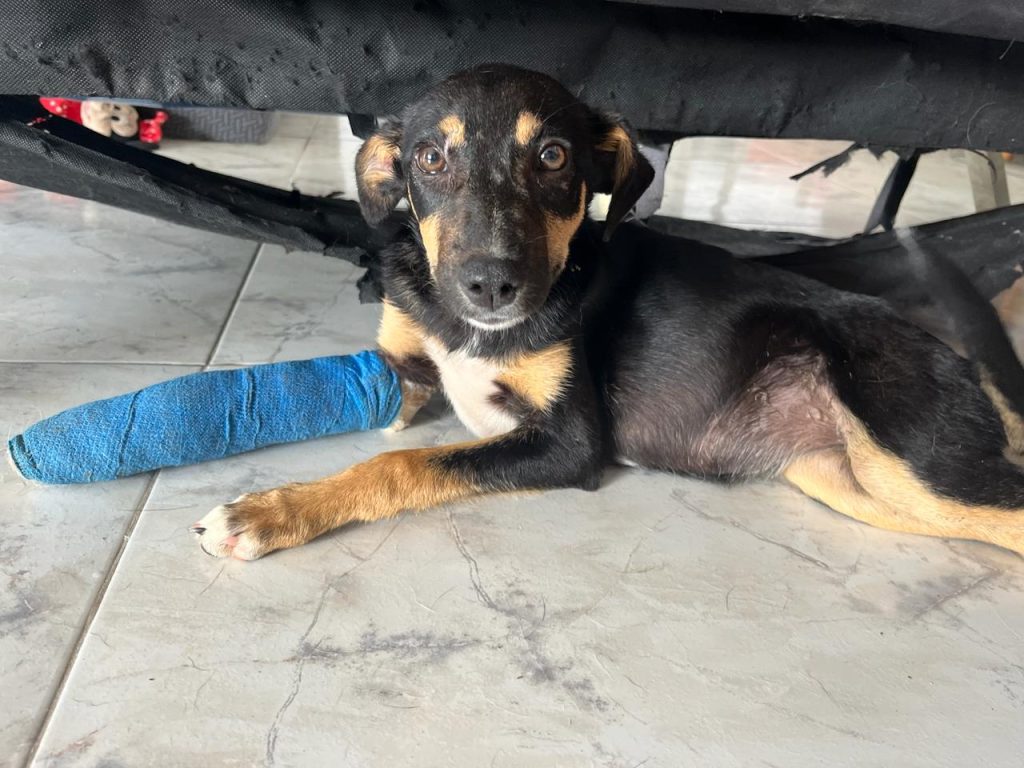 Kiara: historia de esperanza que invita a adoptar y proteger la vida ...